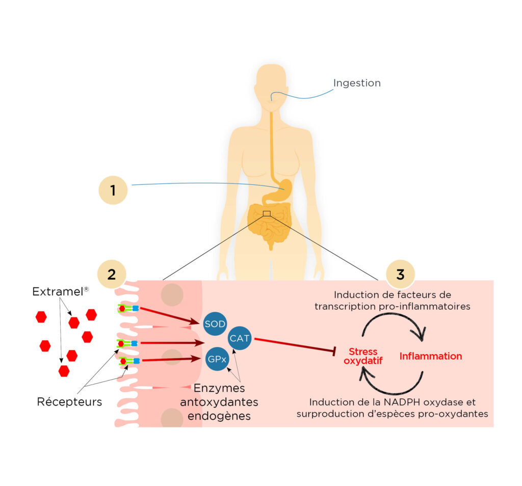 Extramel : Bien plus qu'un antioxydant - Robertet