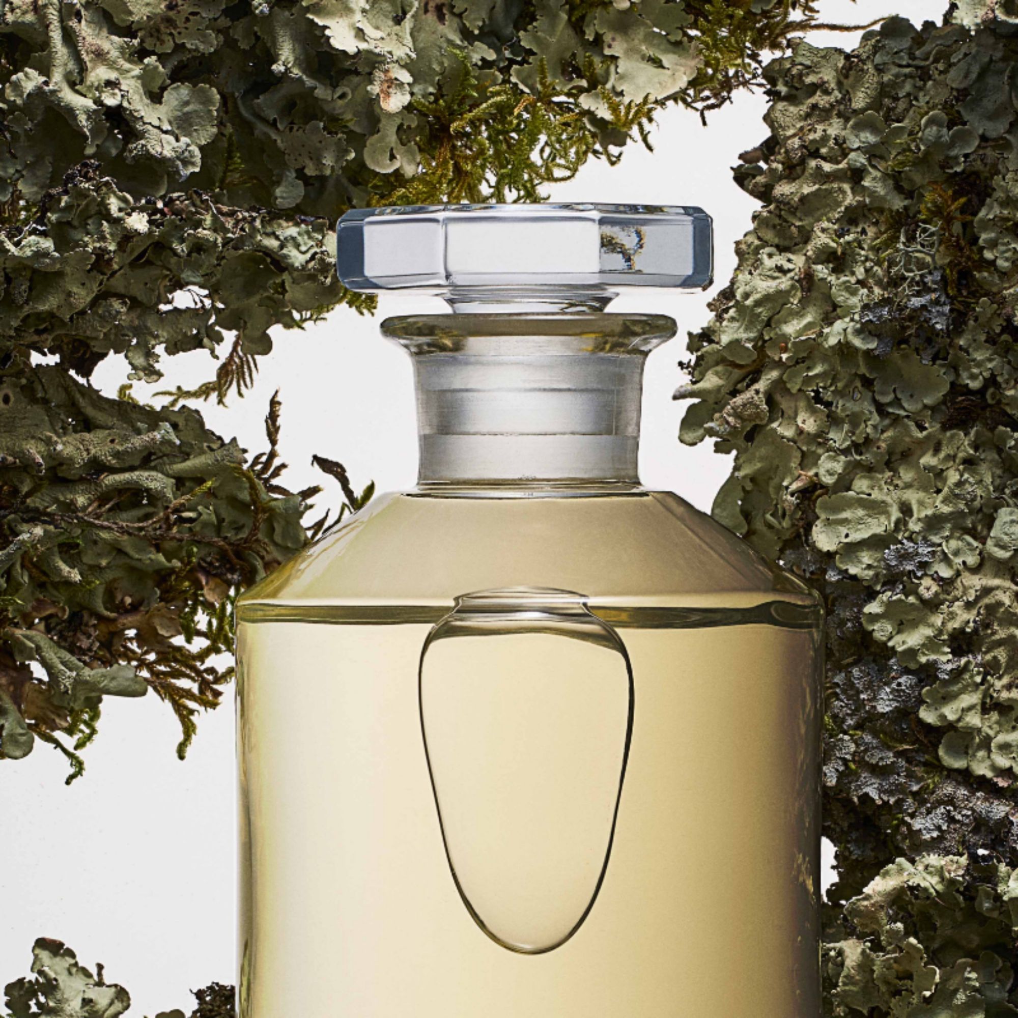 Fragrances - Robertet