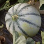 Extramel : Our ingredient - Robertet