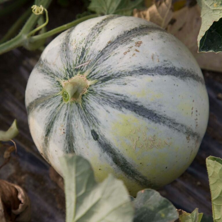 Extramel : Our ingredient - Robertet